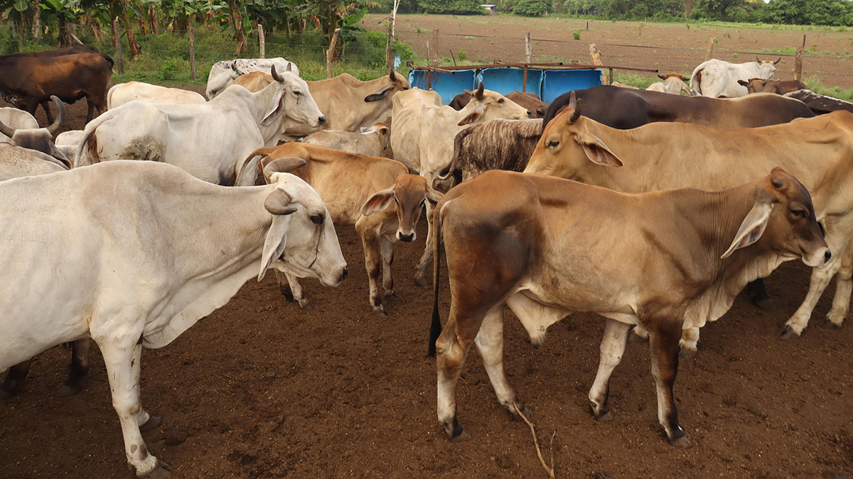 Plaga del gusano barrenador se reduce 28% con plan conjunto México-EE ...